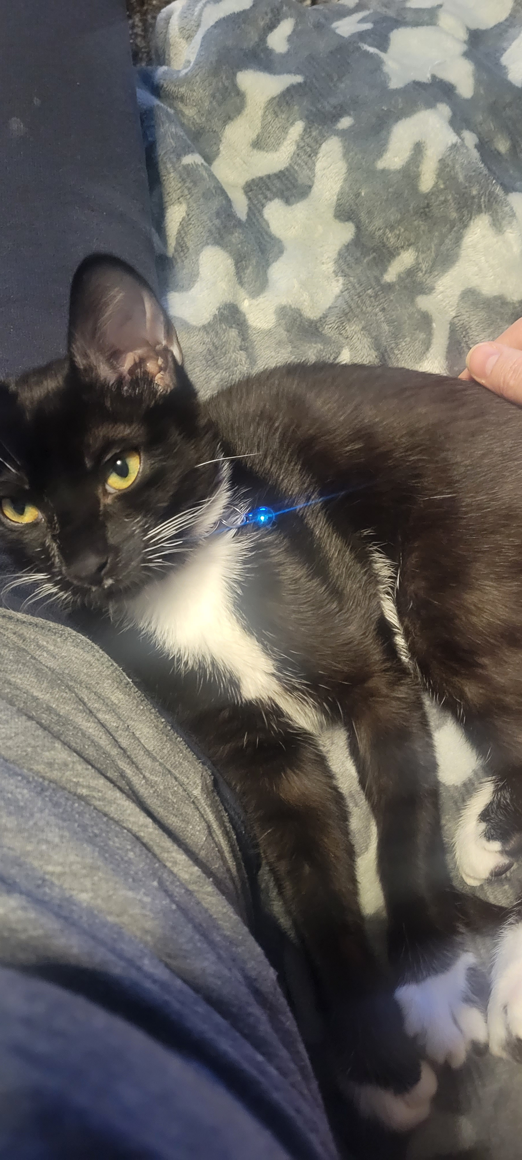 Adopt – Anthem Pets