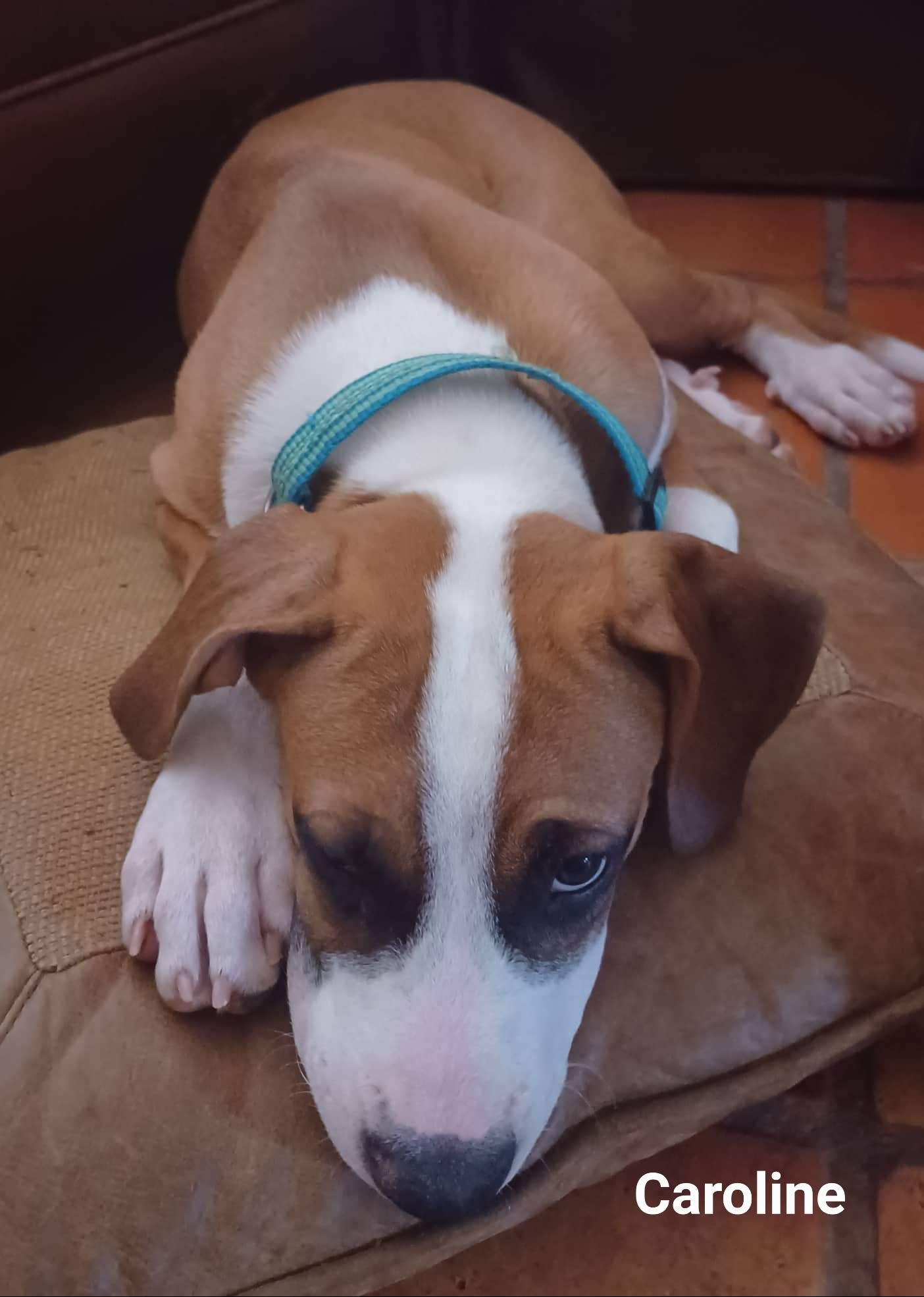 Adopt - Anthem Pets