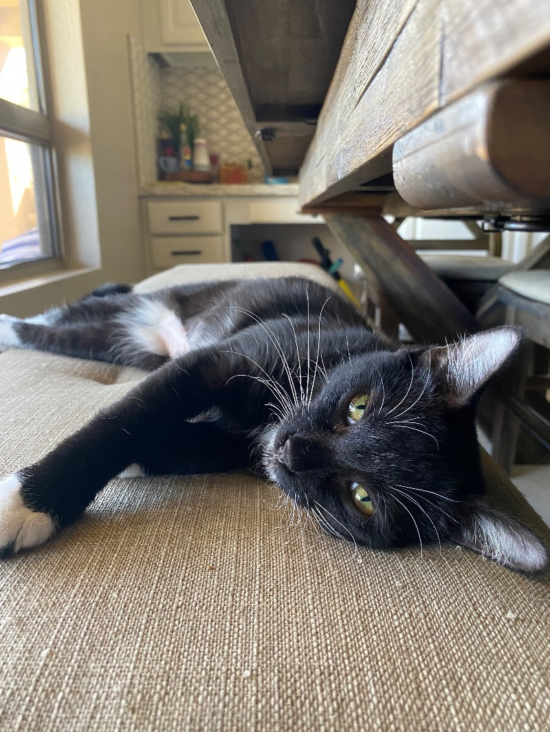 Adopt - Anthem Pets