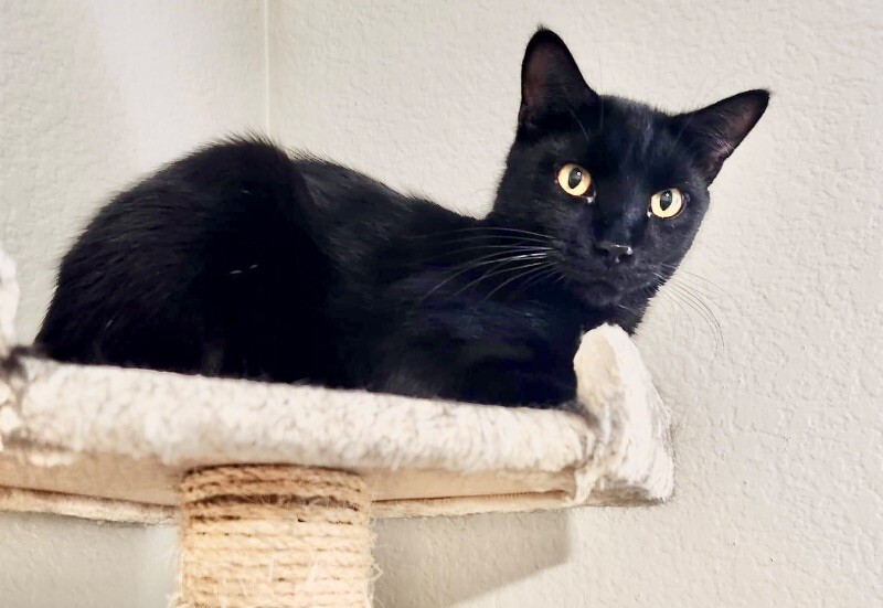 Adopt - Anthem Pets