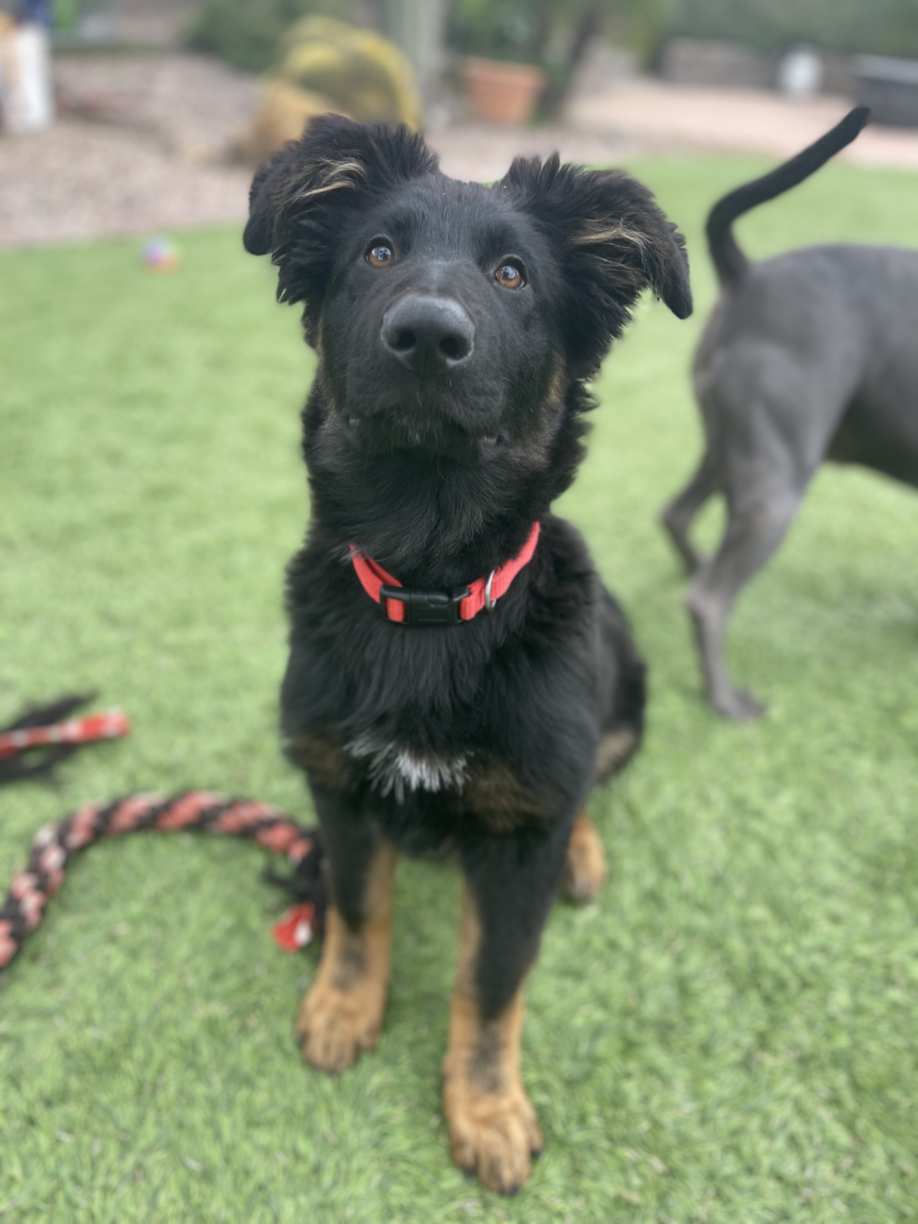 Adopt - Anthem Pets