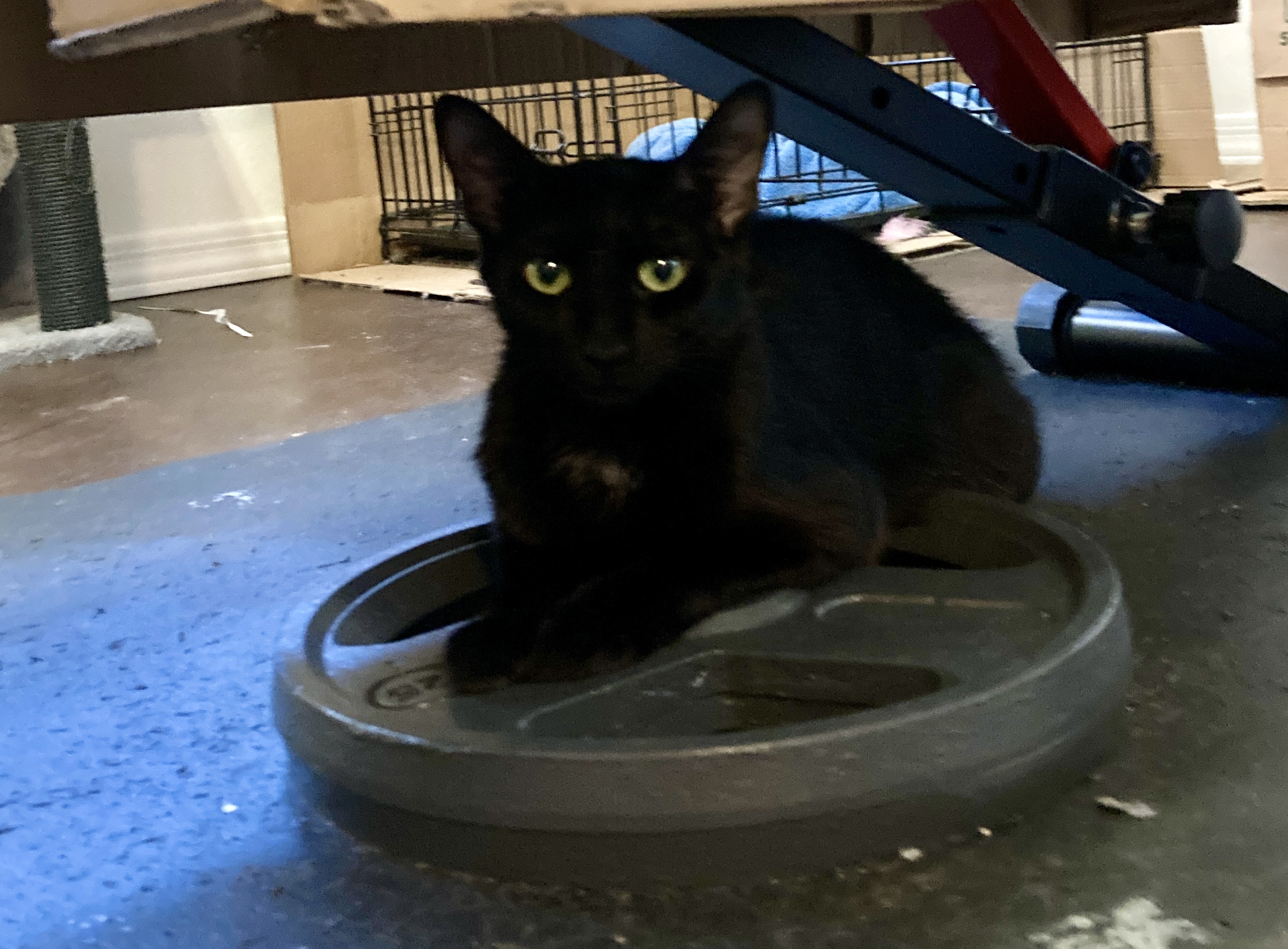 Adopt - Anthem Pets