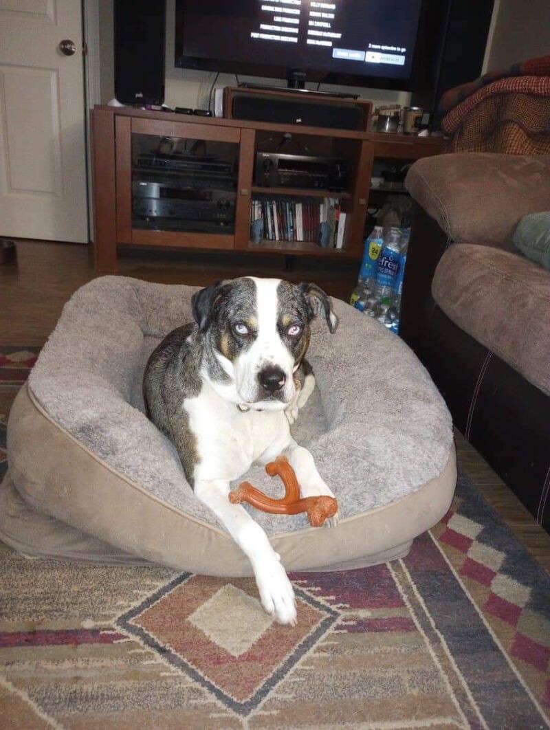 Adopt - Anthem Pets