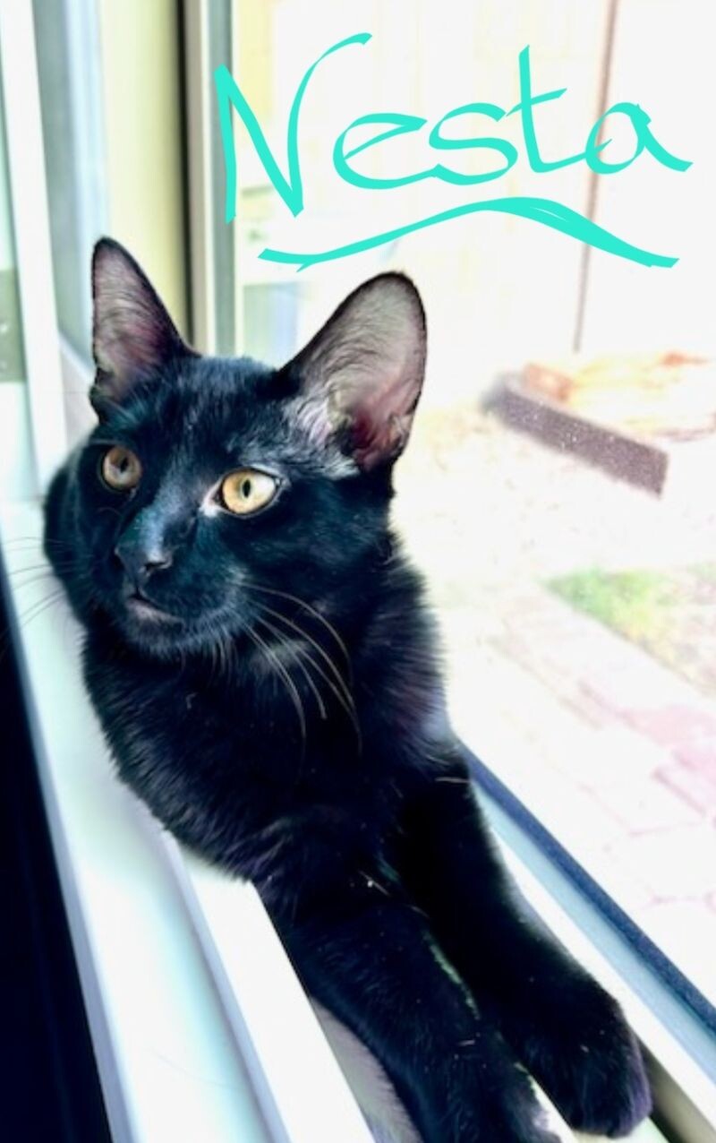 Adopt - Anthem Pets