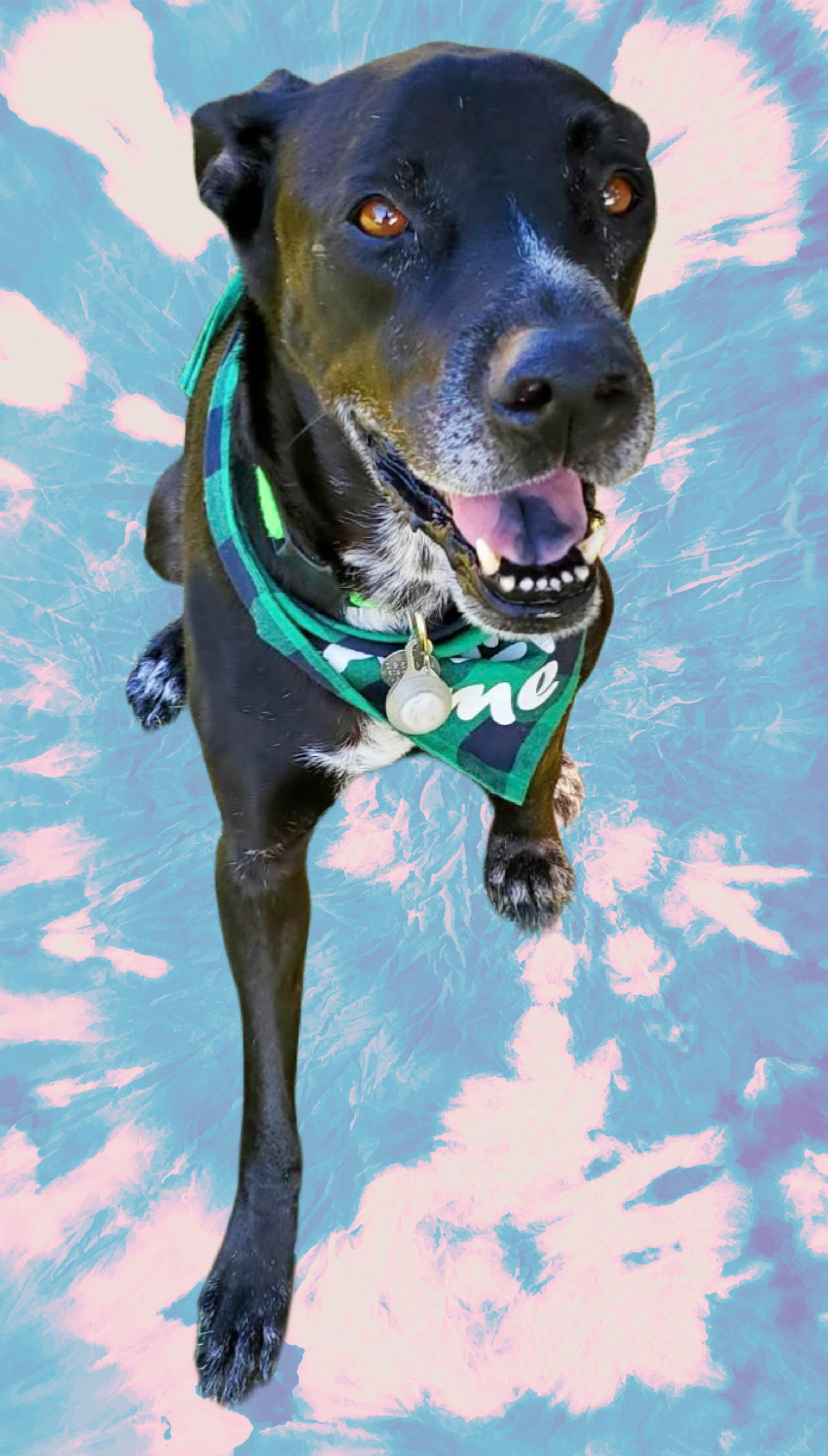 Adopt - Anthem Pets