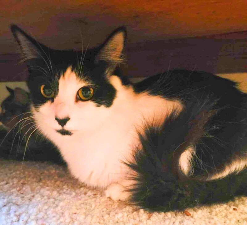 Adopt - Anthem Pets
