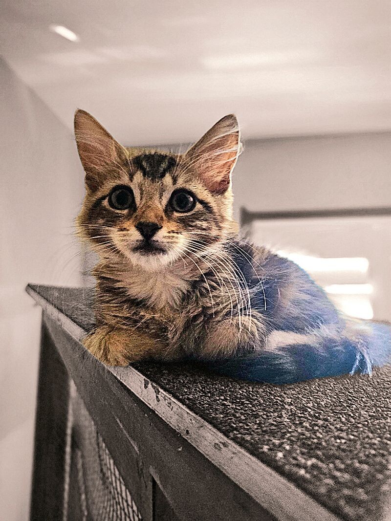 Adopt - Anthem Pets