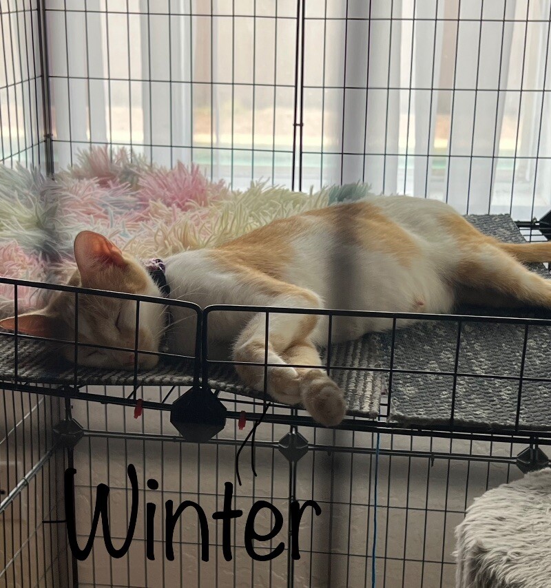 Adopt - Anthem Pets