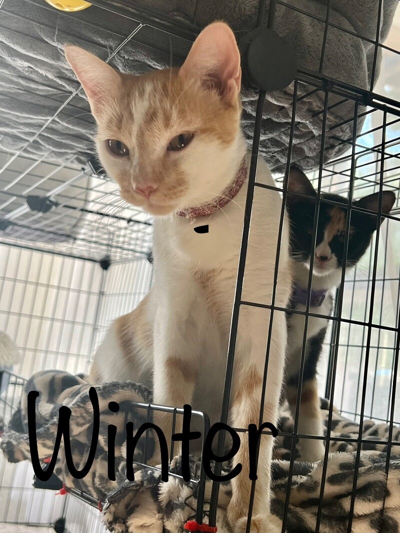 Adopt - Anthem Pets Animal Rescue