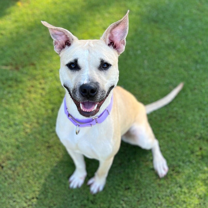 Adopt - Anthem Pets