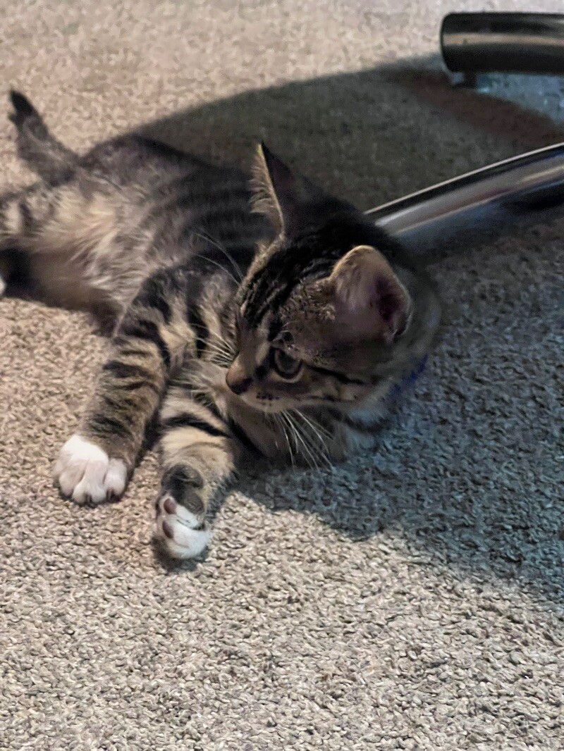 Adopt - Anthem Pets