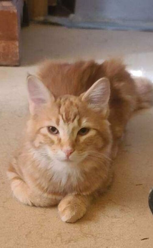 Adopt - Anthem Pets