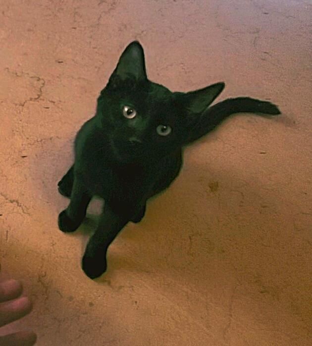 Adopt - Anthem Pets