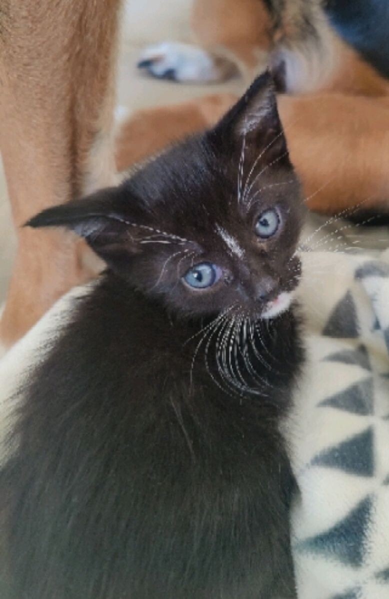 Adopt - Anthem Pets Animal Rescue