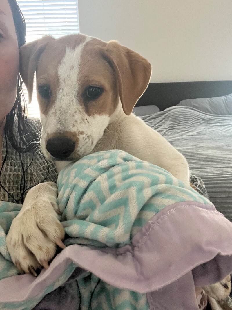 Adopt - Anthem Pets Animal Rescue