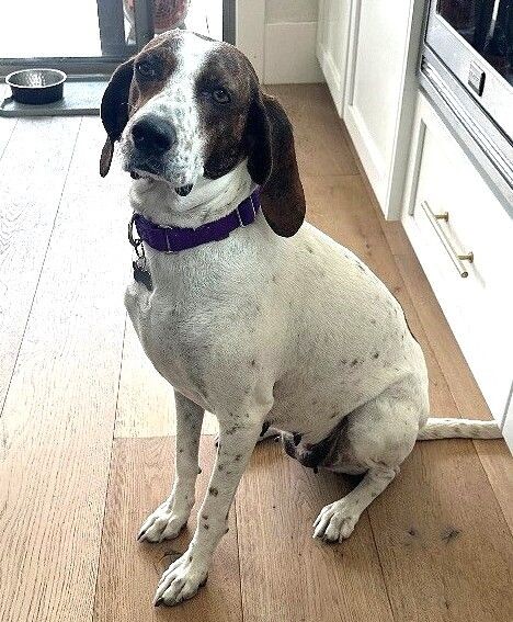 Adopt - Anthem Pets Animal Rescue