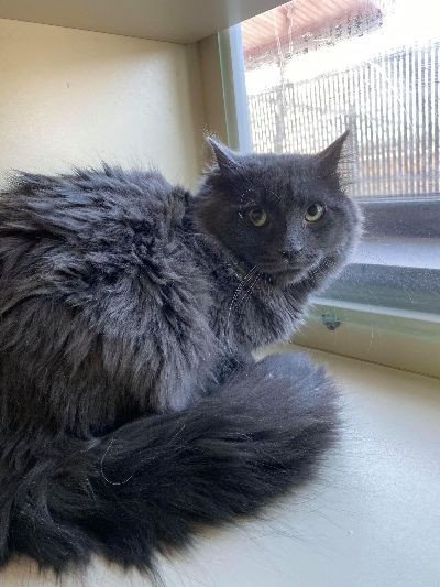 Available Cats – MonDak Animal Rescue