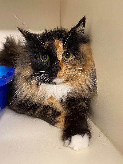 Available Cats – MonDak Animal Rescue