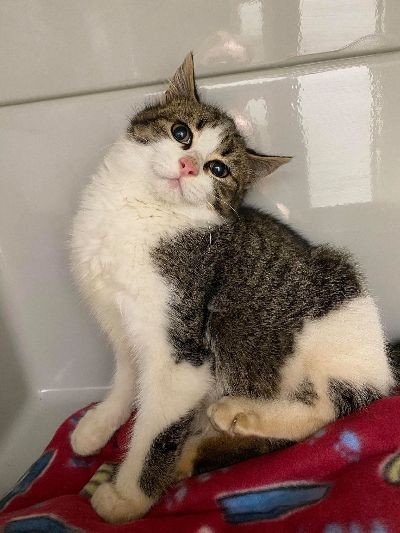 Available Cats – MonDak Animal Rescue