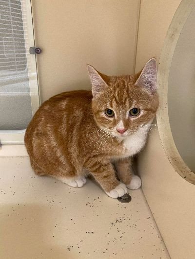 Available Cats – MonDak Animal Rescue