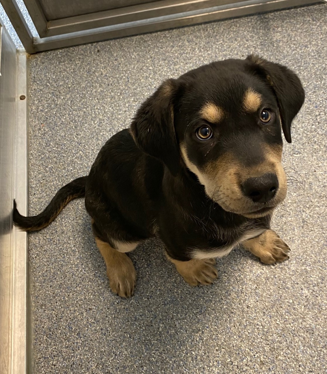 Available Dogs – MonDak Animal Rescue