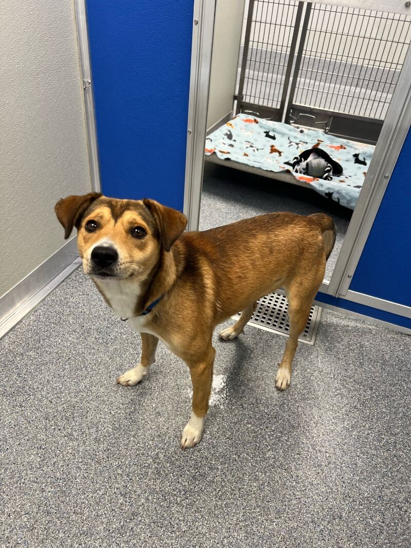 Available Dogs – MonDak Animal Rescue