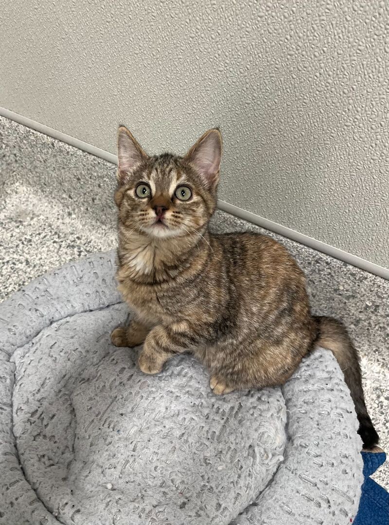 Available Cats – MonDak Animal Rescue