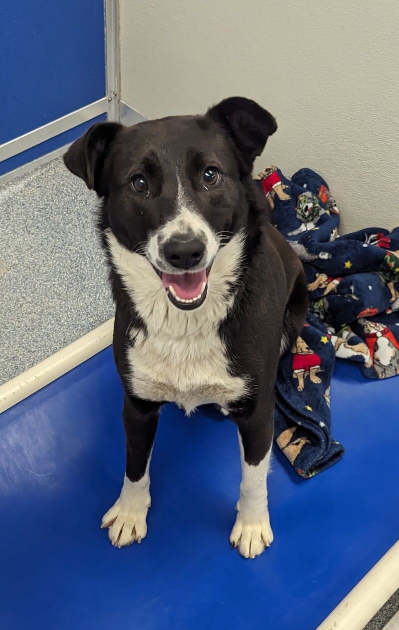 Available Dogs – MonDak Animal Rescue