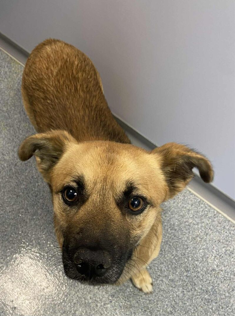 Available Dogs – MonDak Animal Rescue