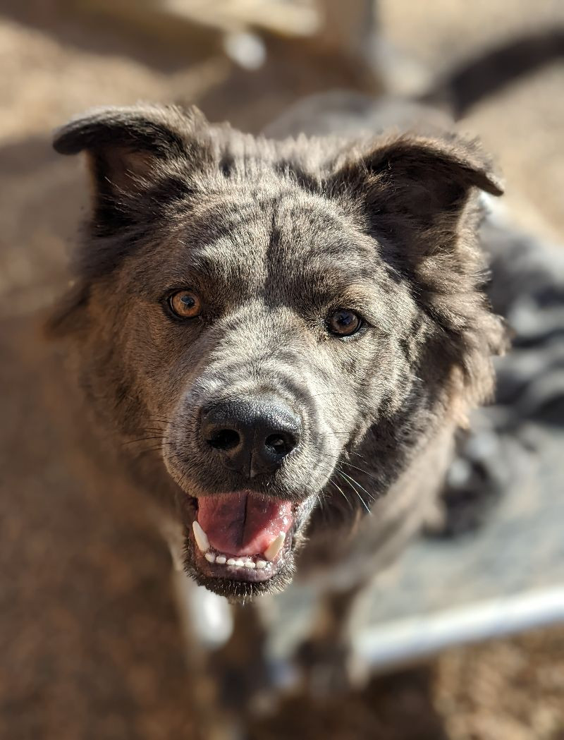 Chow Chow Australian Cattle Dog Mix