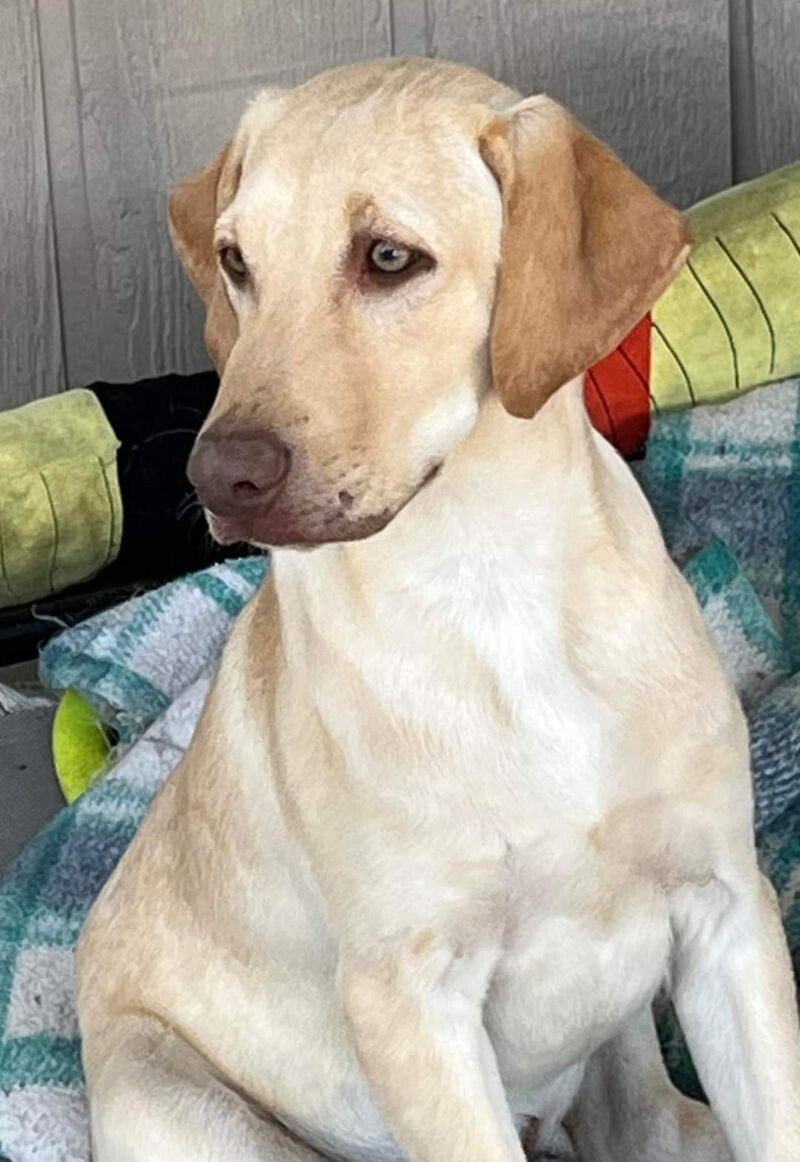 Weimaraner Yellow Lab Mix