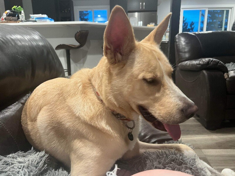 Yellow Lab Malamute Mix