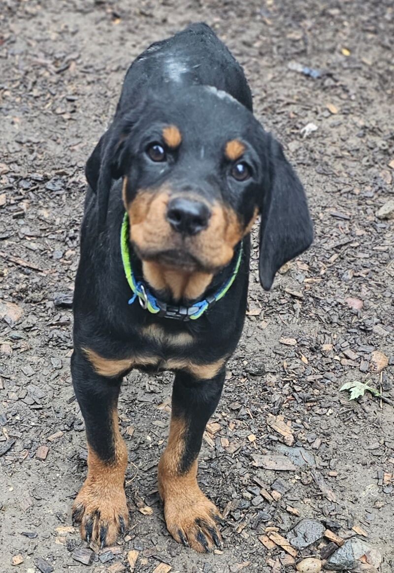 Rottweiler Coonhound Mix