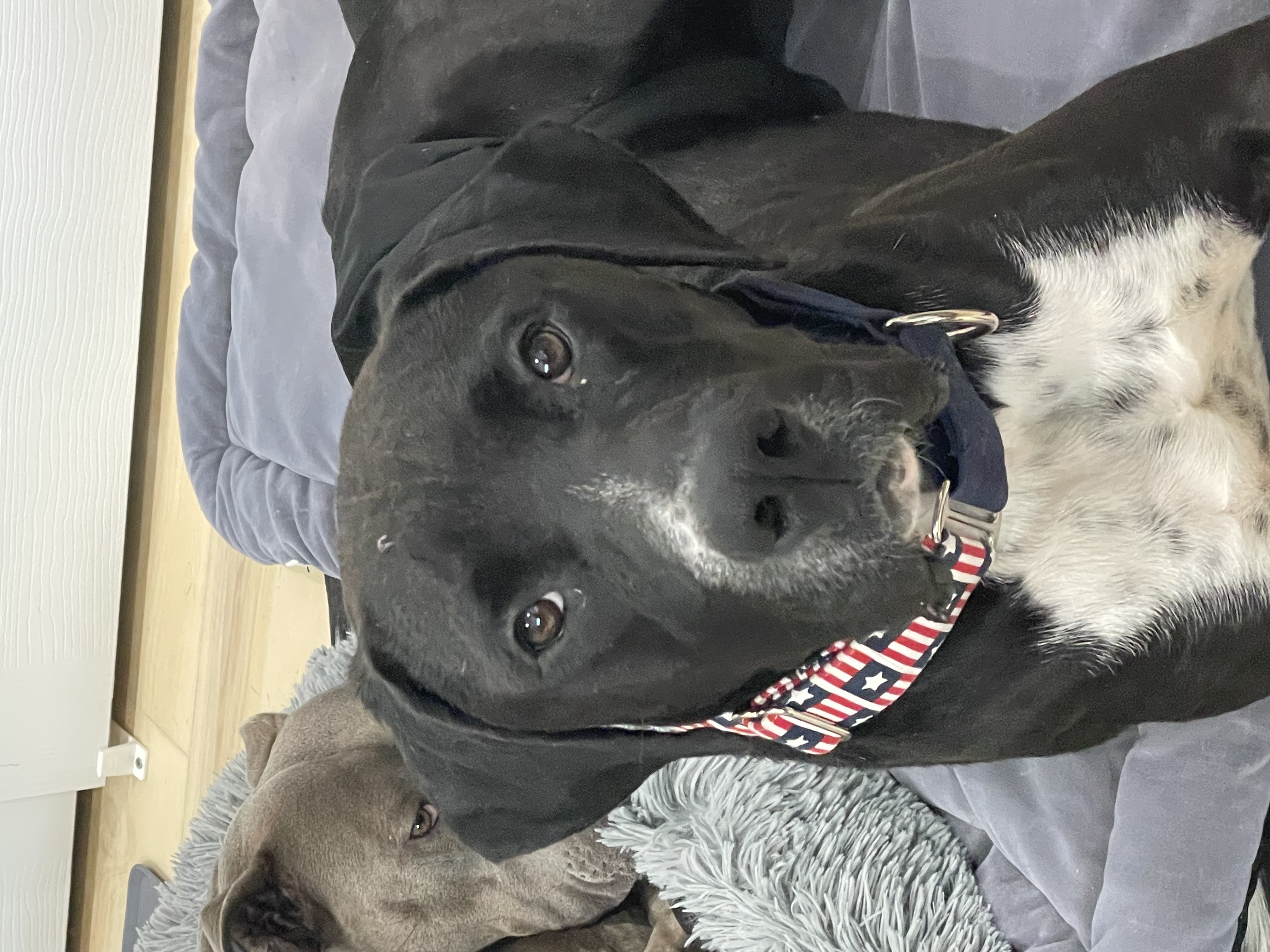 Great Dane Black Lab Pitbull Mix