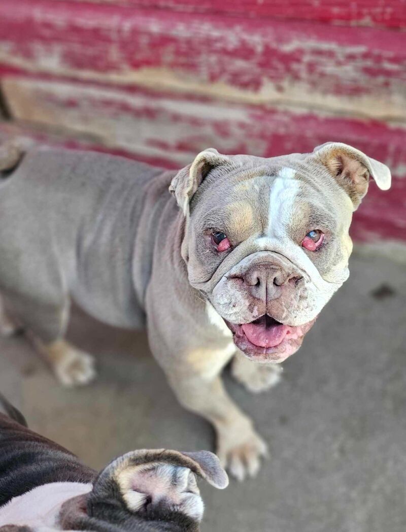 Grey English Bulldog With Blue Eyes