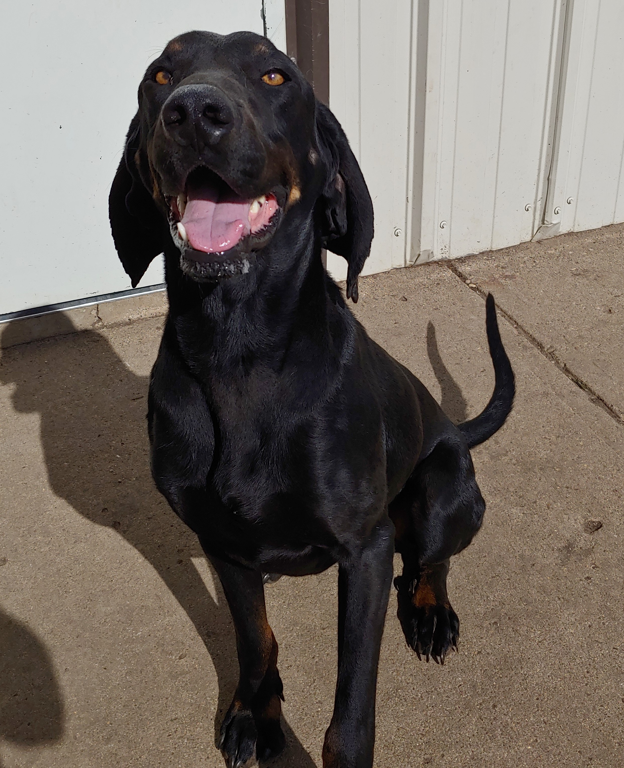Black And Tan Coonhound Mixed With Black Lab