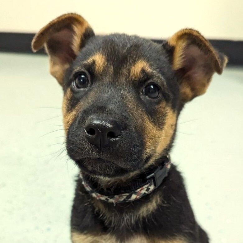 Australian Cattle Dog German Shepherd Pitbull Mix