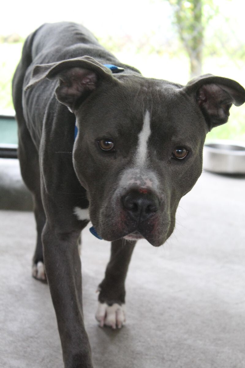 Blue Nose Pitbull And Boxer Mix