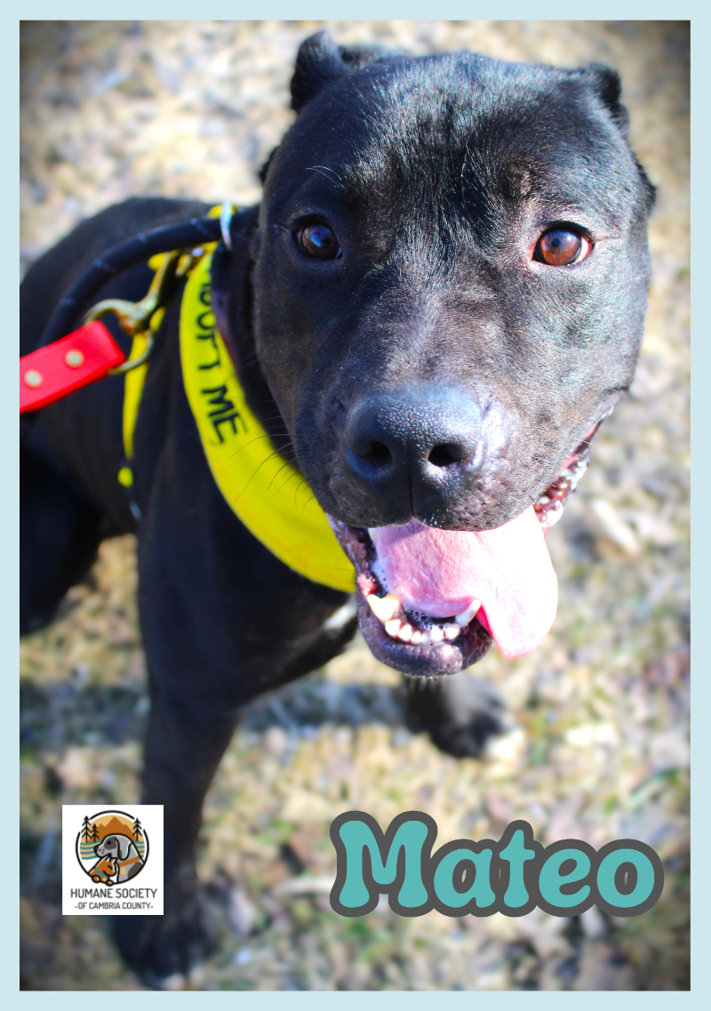 Animals First Adopt