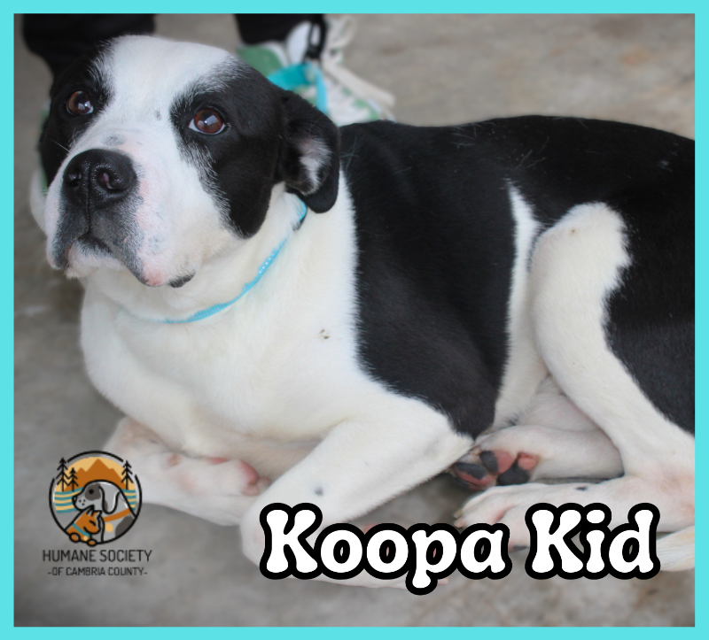 Animals First Adopt
