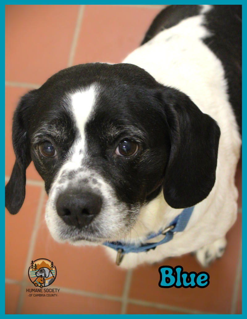 Animals First Adopt