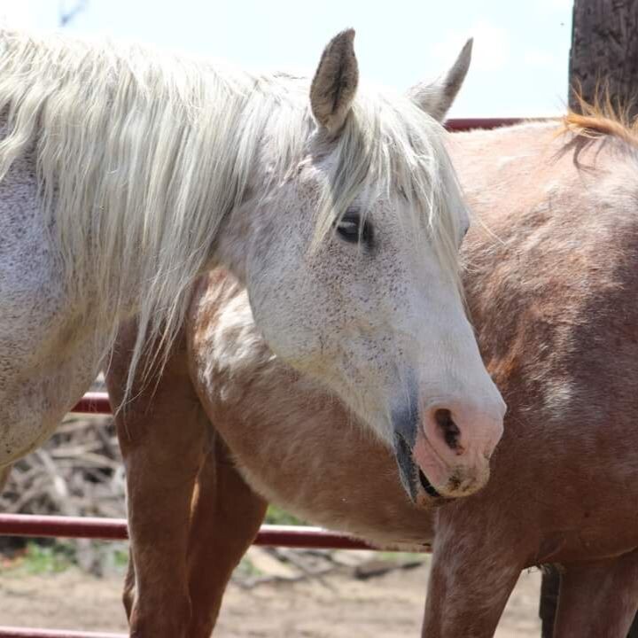 Animals First Adopt