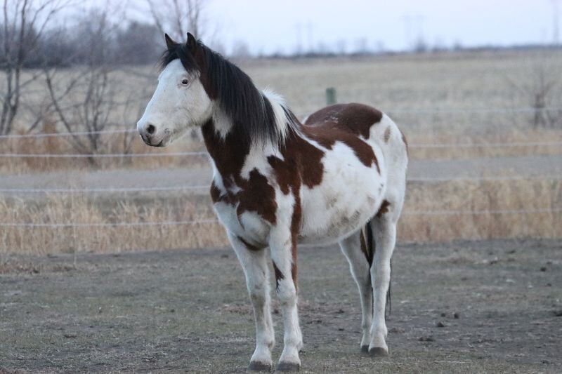 Animals First Adopt