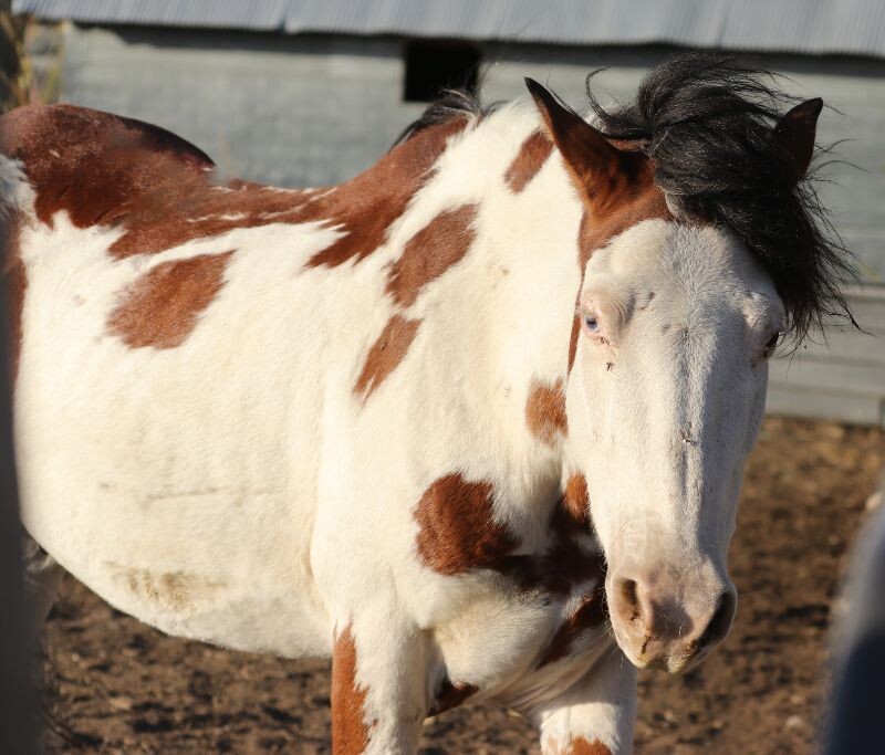 Animals First Adopt