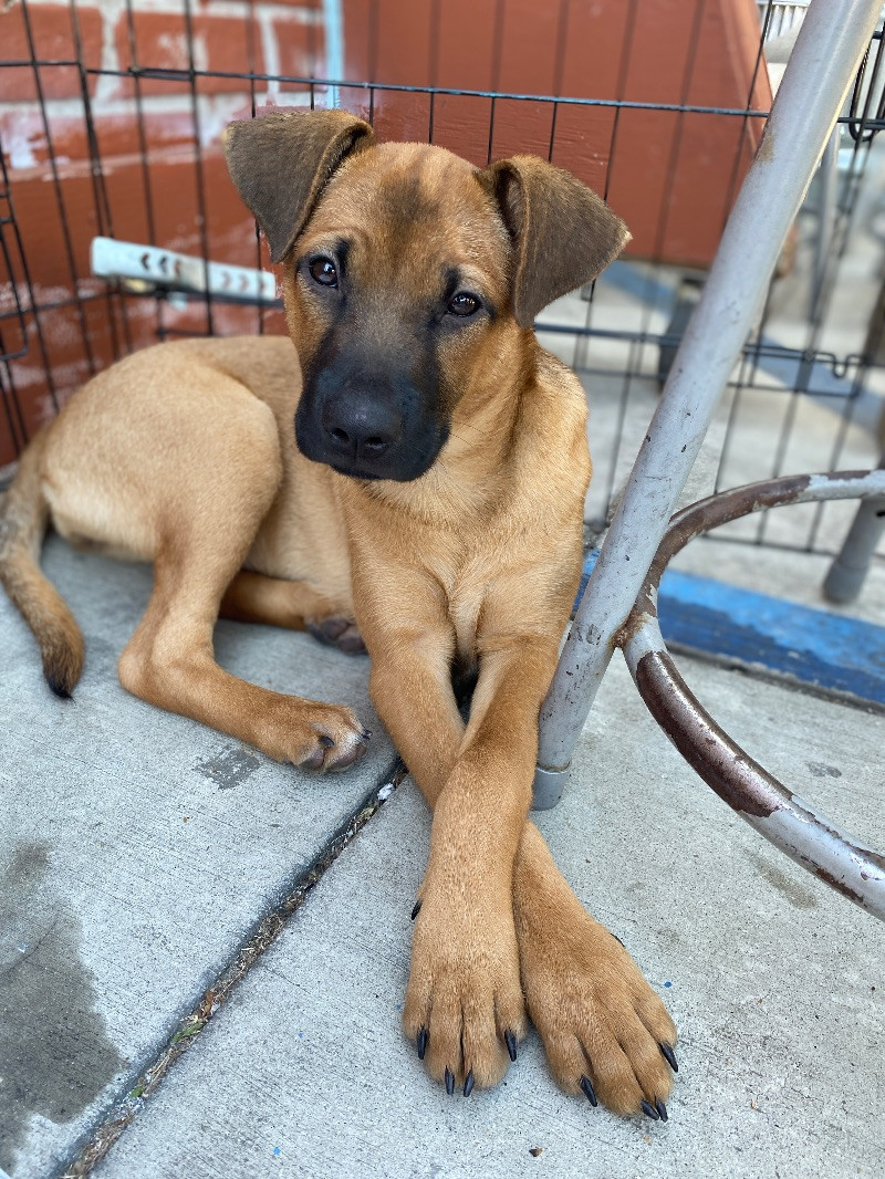 Plott Hound German Shepherd Mix
