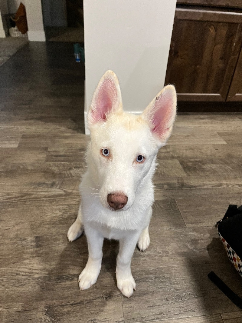 White Husky Mix Puppy