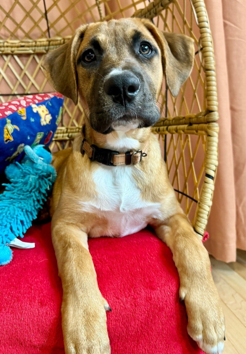 Animals First Adopt