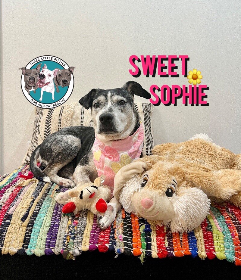 Animals First Adopt