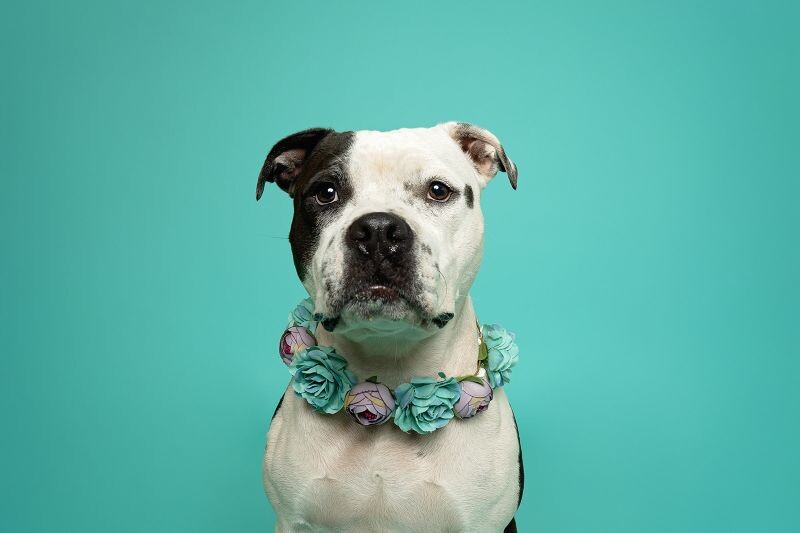 Animals First Adopt