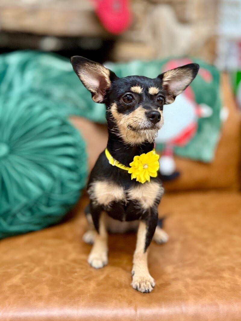 Animals First Adopt